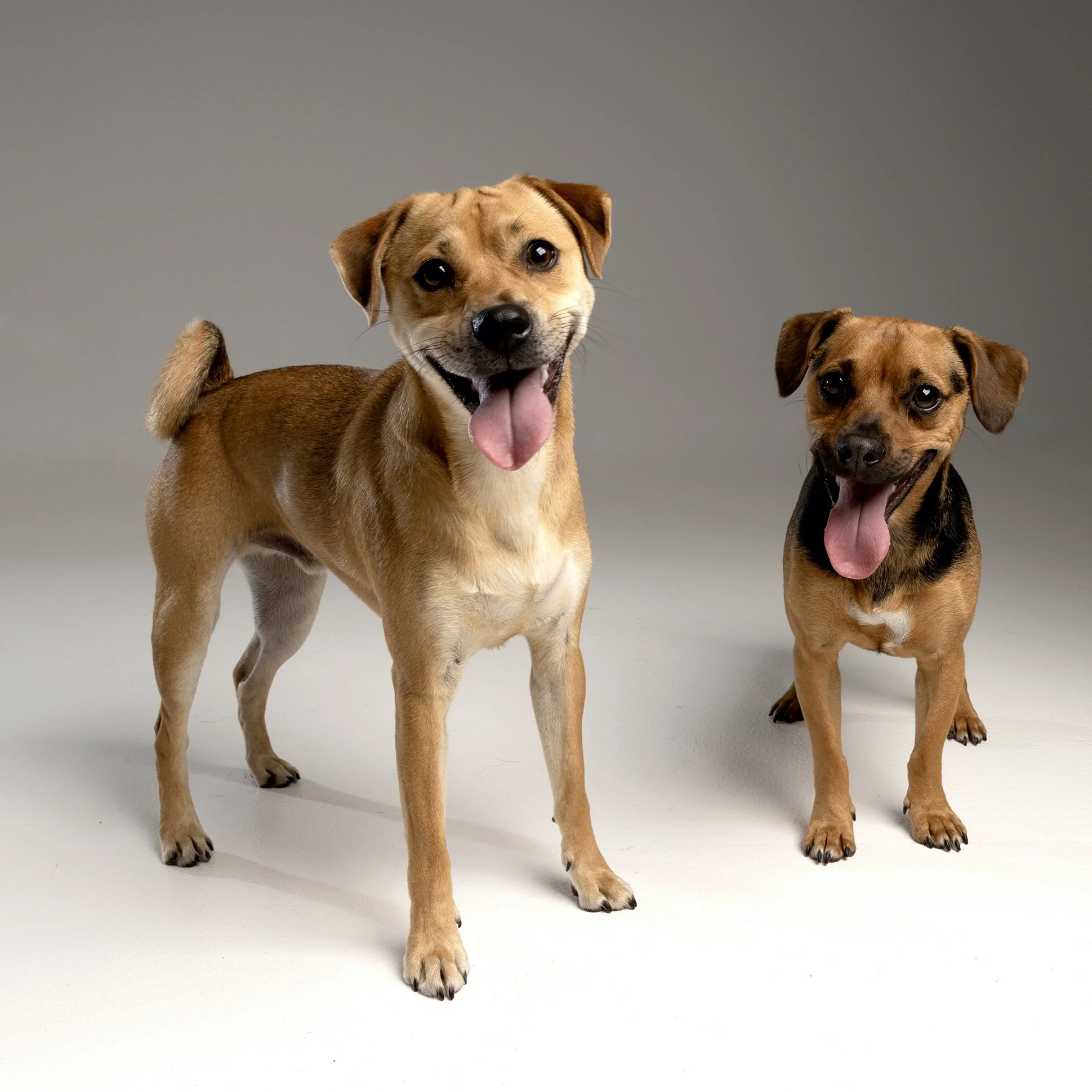 Fur babies — Saanah Studios