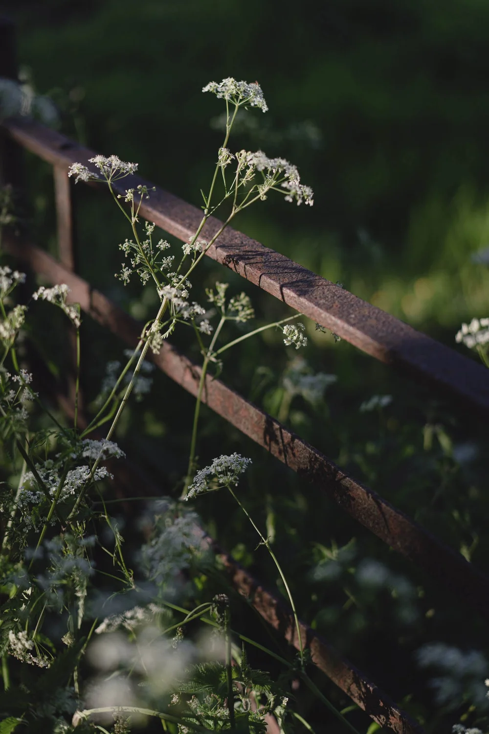 Emily Allen Garden Design