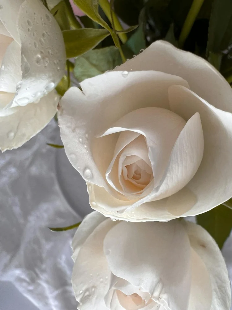 The Best Rose-Focused Perfumes in the World — Lover.