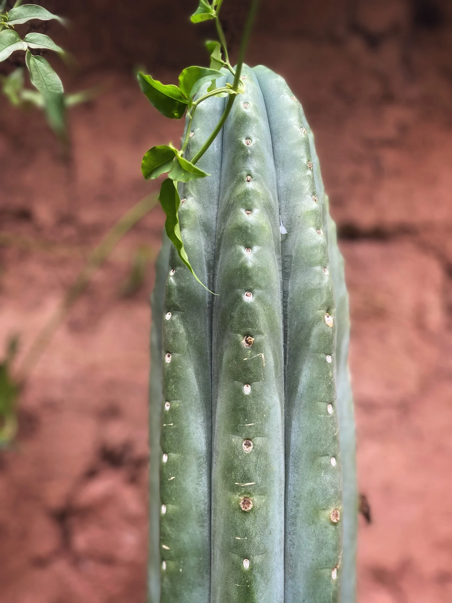 Stories About San Pedro Cactus