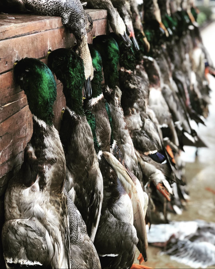 The Experience — Buckshot Duck Lodge