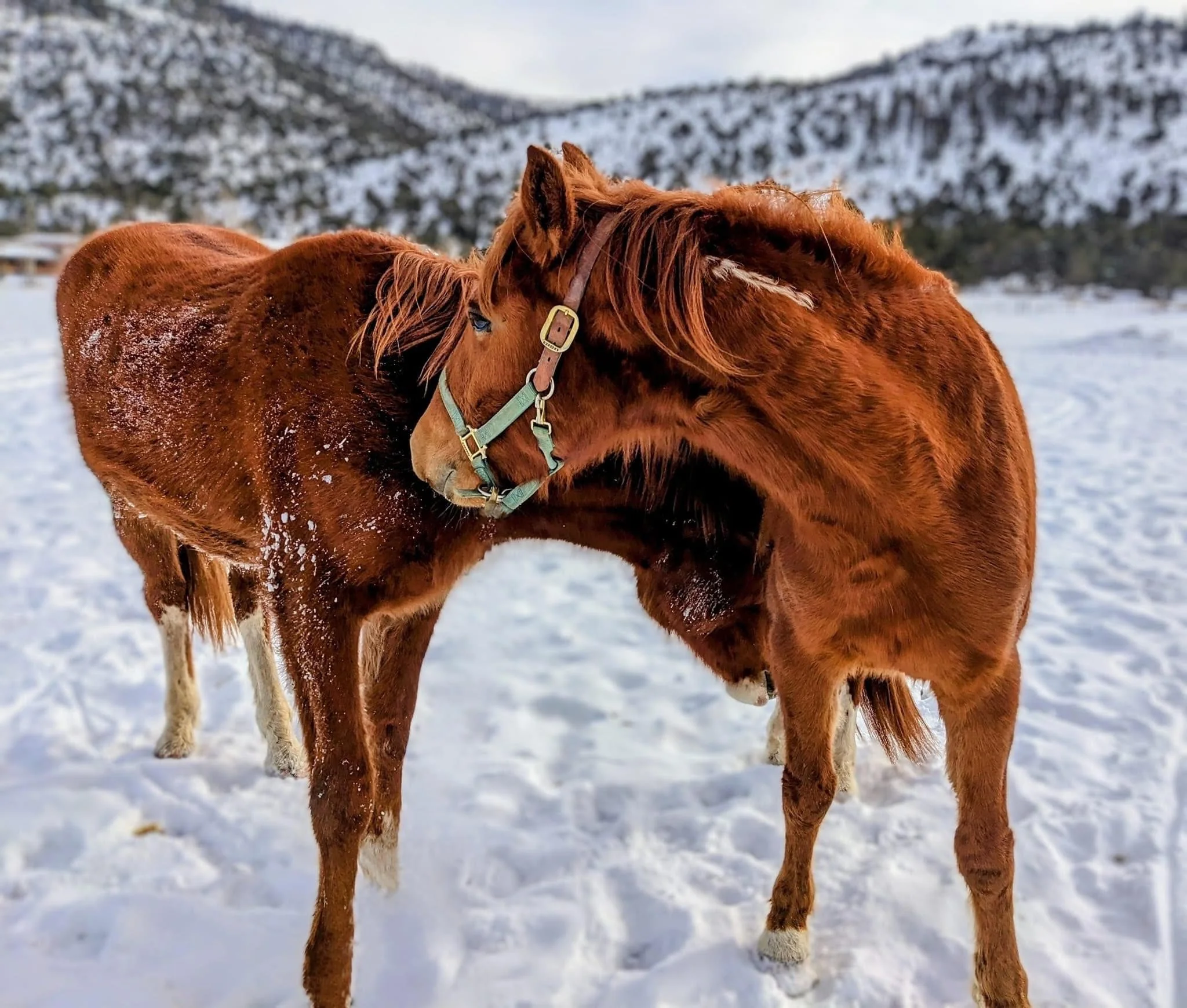 Our Mission — Second Chance Ranch