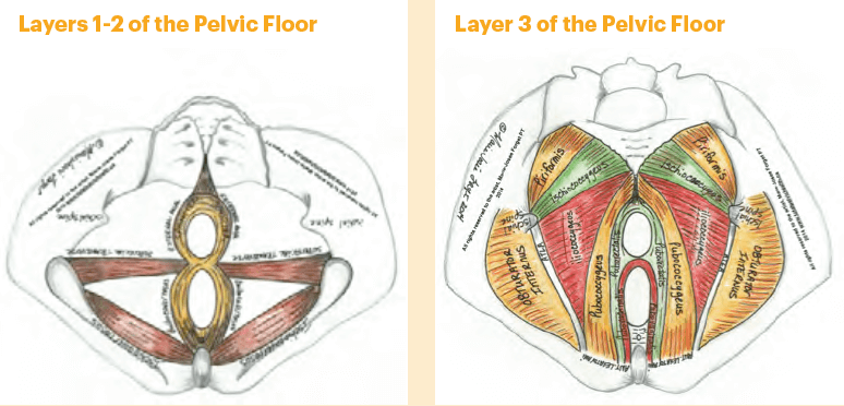Pelvic Floor Therapy in Manhattan's West Village — THRIVE INTEGRATED PHYSICAL THERAPY