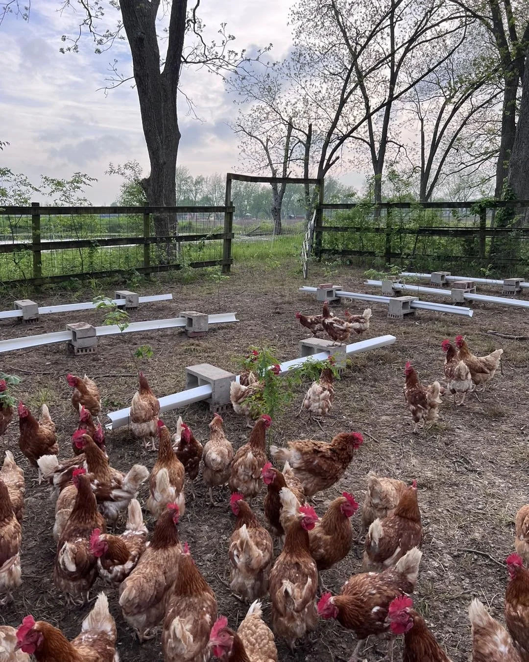 BattleFarm | Regenerative Agriculture | Eggs & Pecans | Pork