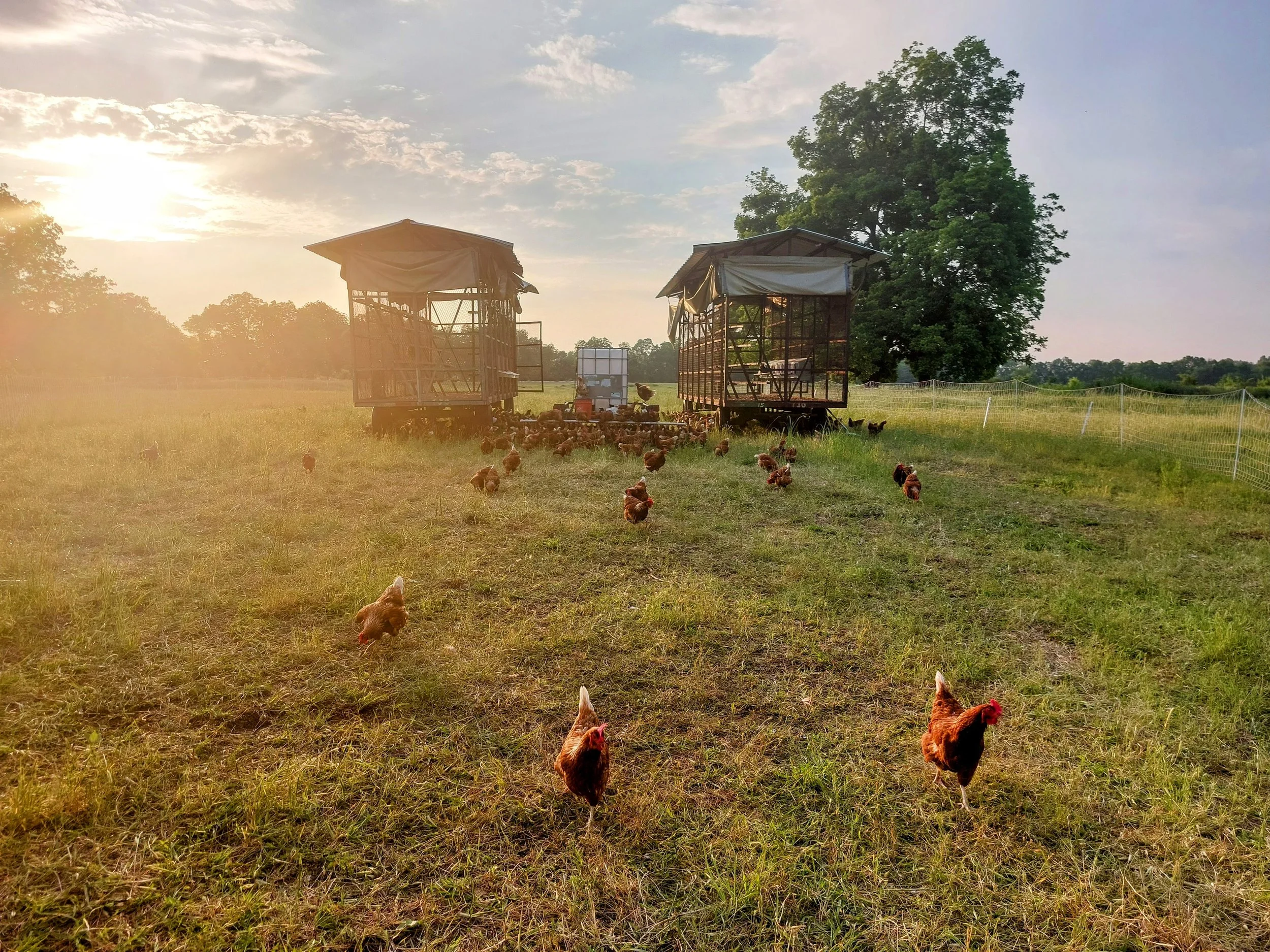 BattleFarm | Regenerative Agriculture | Eggs & Pecans | Pastured Pork ...