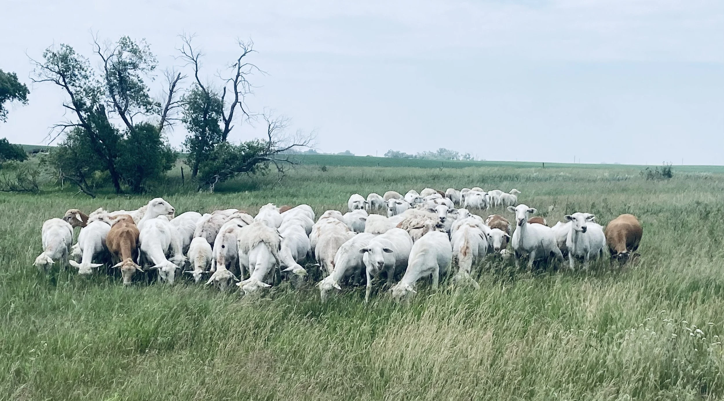 Myrvik Lamb & Cattle