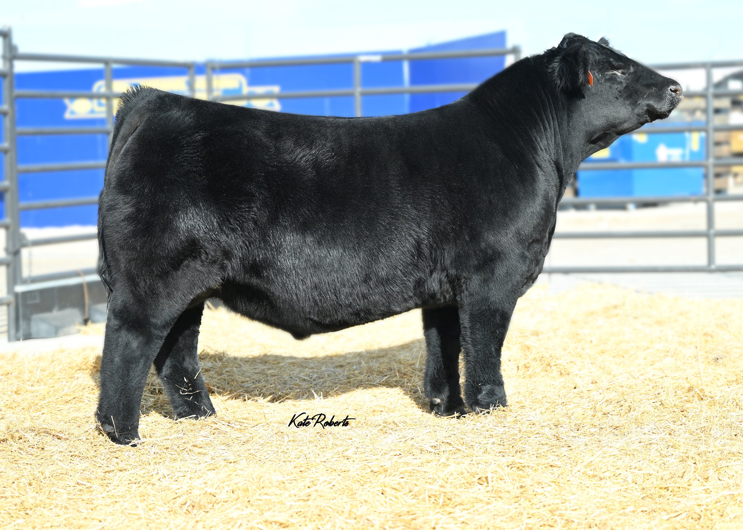 Vogler Cattle Co.