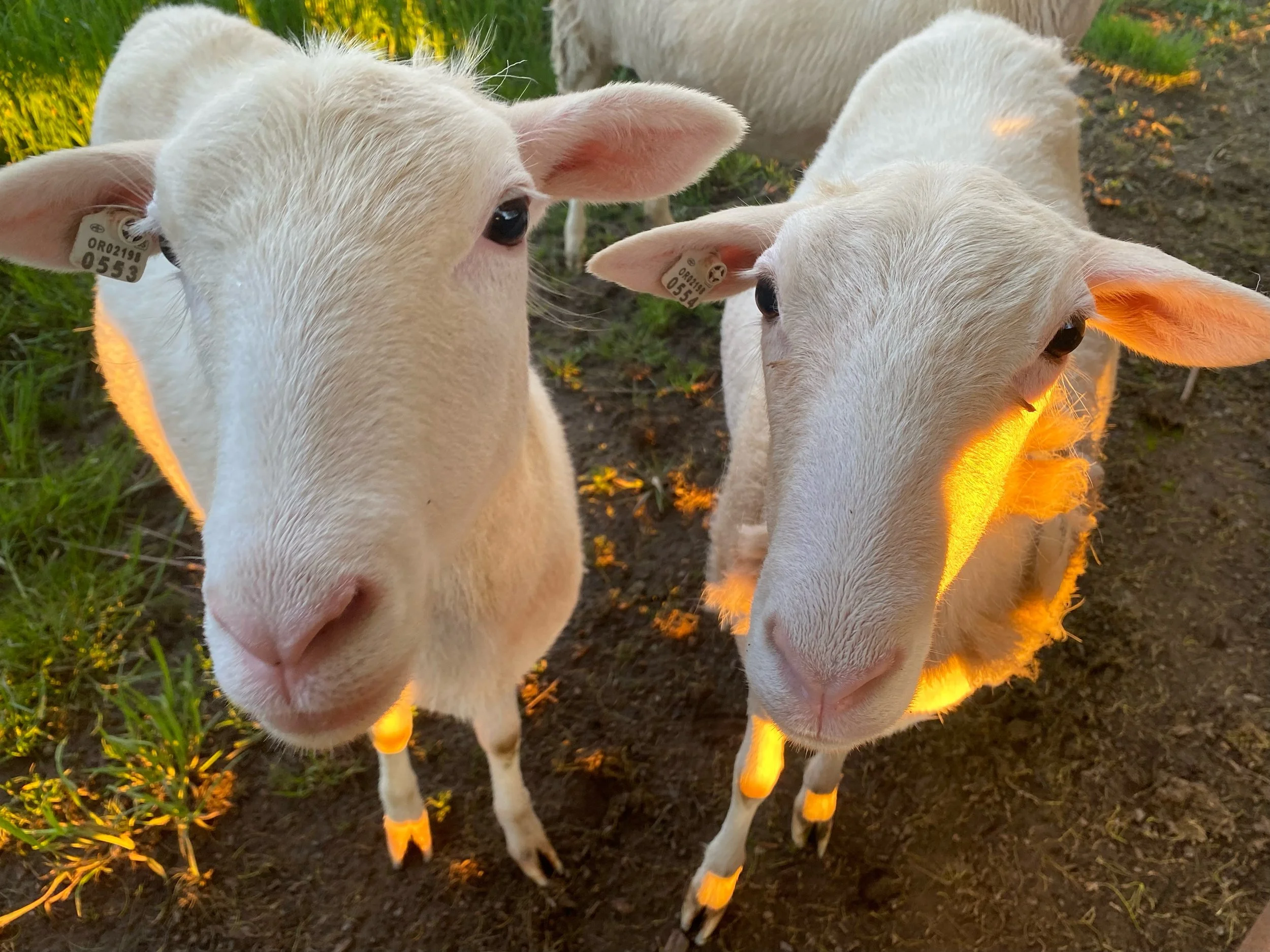 BREED HISTORY — St. Croix Hair Sheep International Association