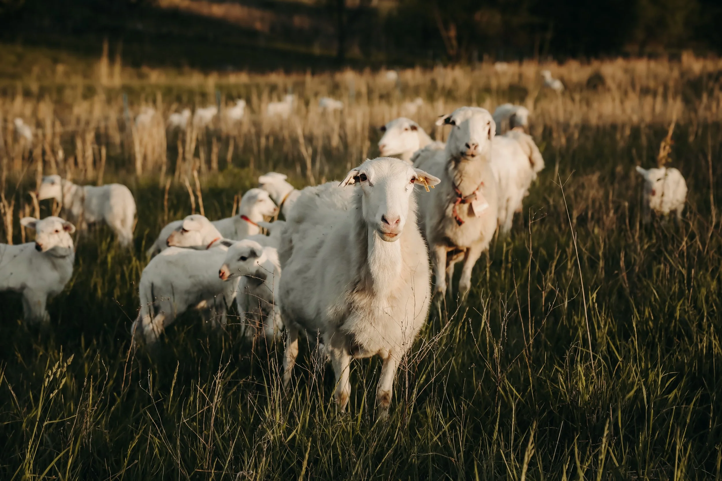 St. Croix Hair Sheep International Association