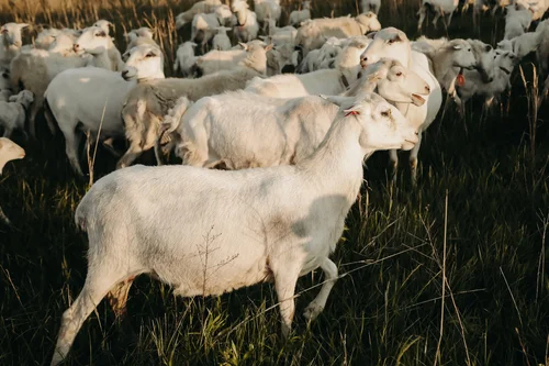 St. Croix Hair Sheep International Association