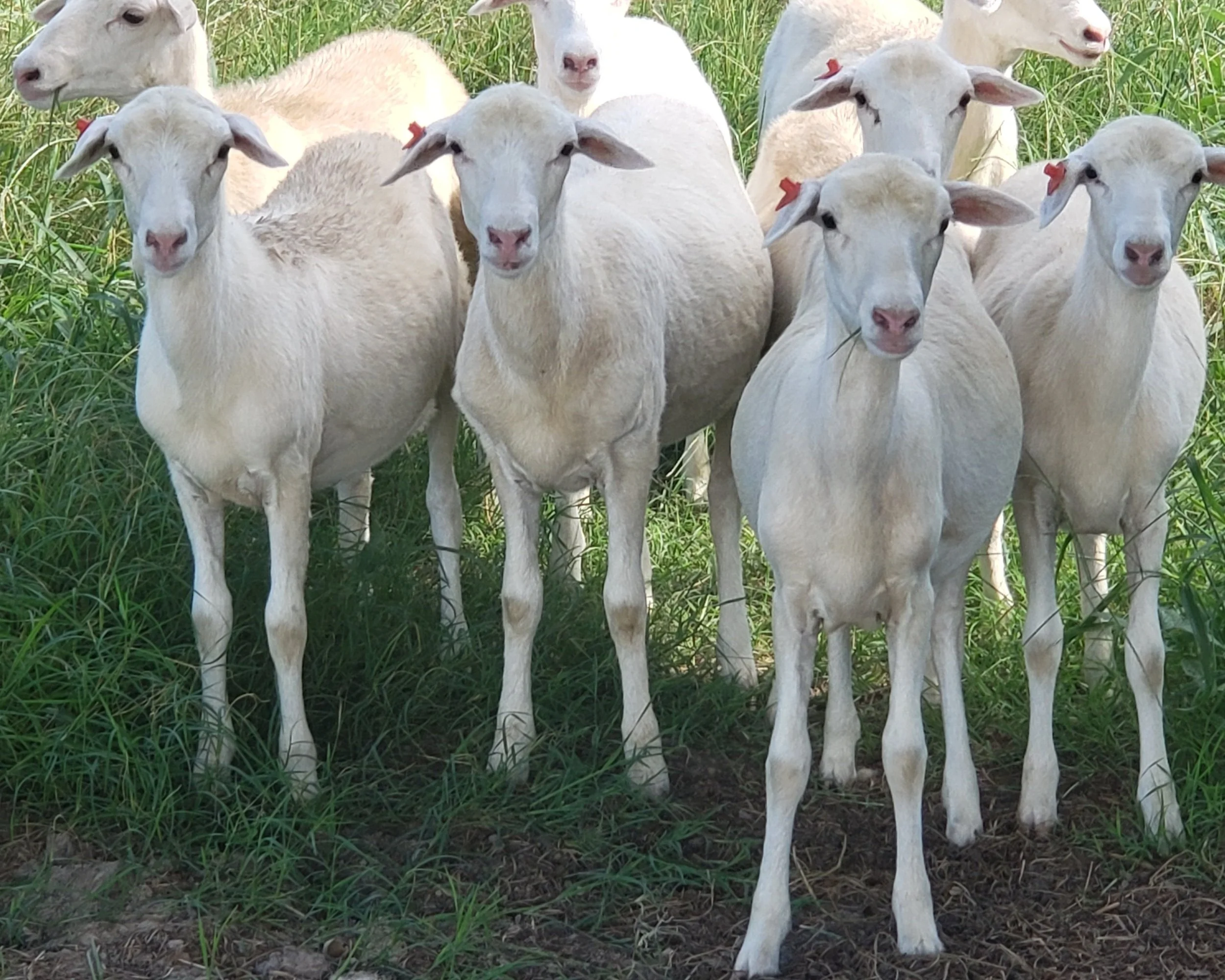 ABOUT — St. Croix Hair Sheep International Association