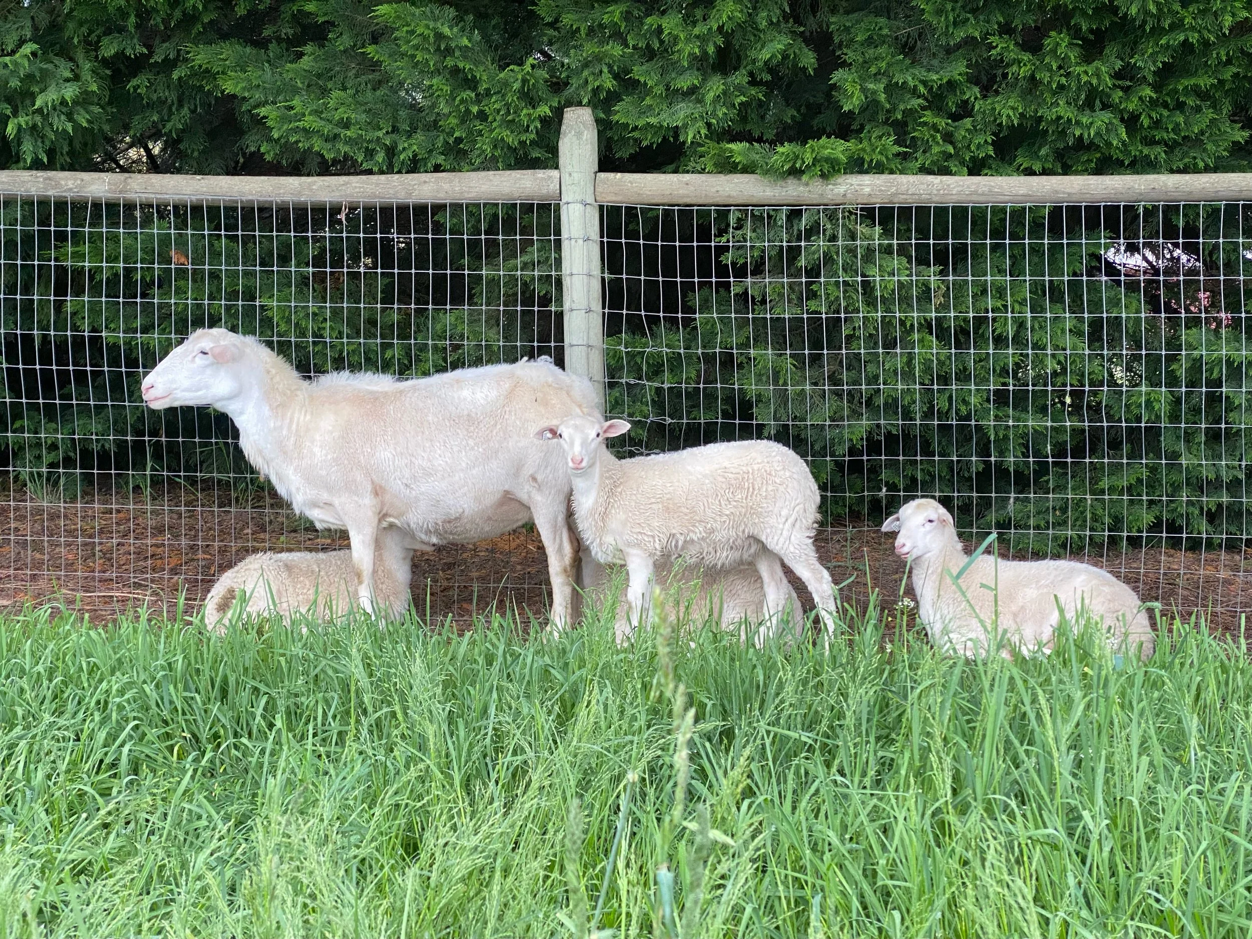 BREED HISTORY — St. Croix Hair Sheep International Association