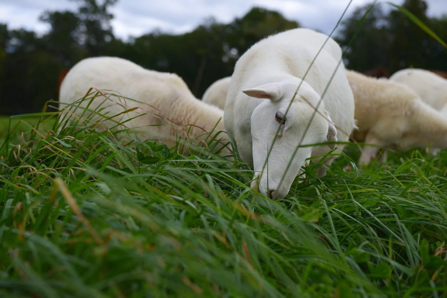 BREED STANDARDS — St. Croix Hair Sheep International Association