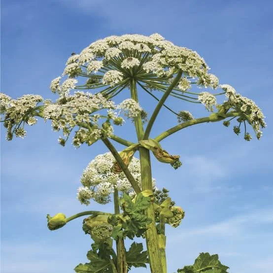 General 2 — Otsego County Conservation Association