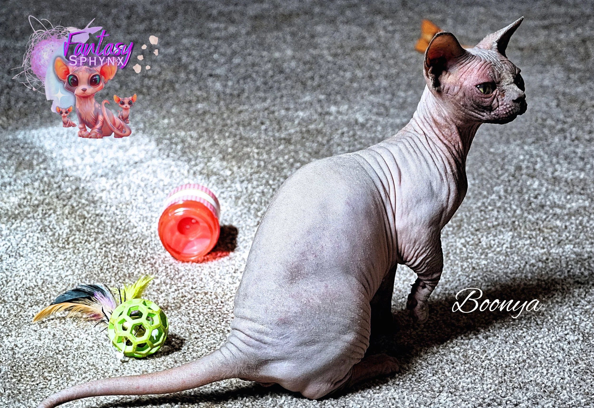 Fantasy Sphynx