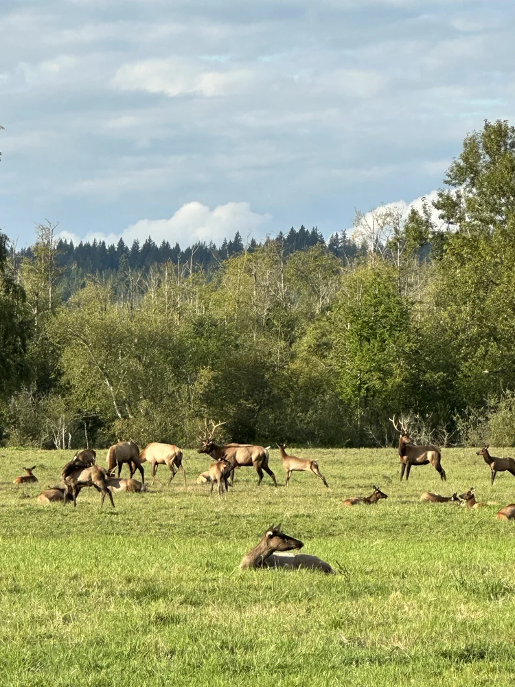 Discover — North Bend Downtown Foundation