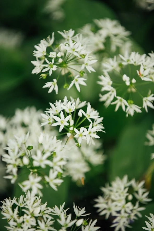 ABOUT — The Sun Felmersham