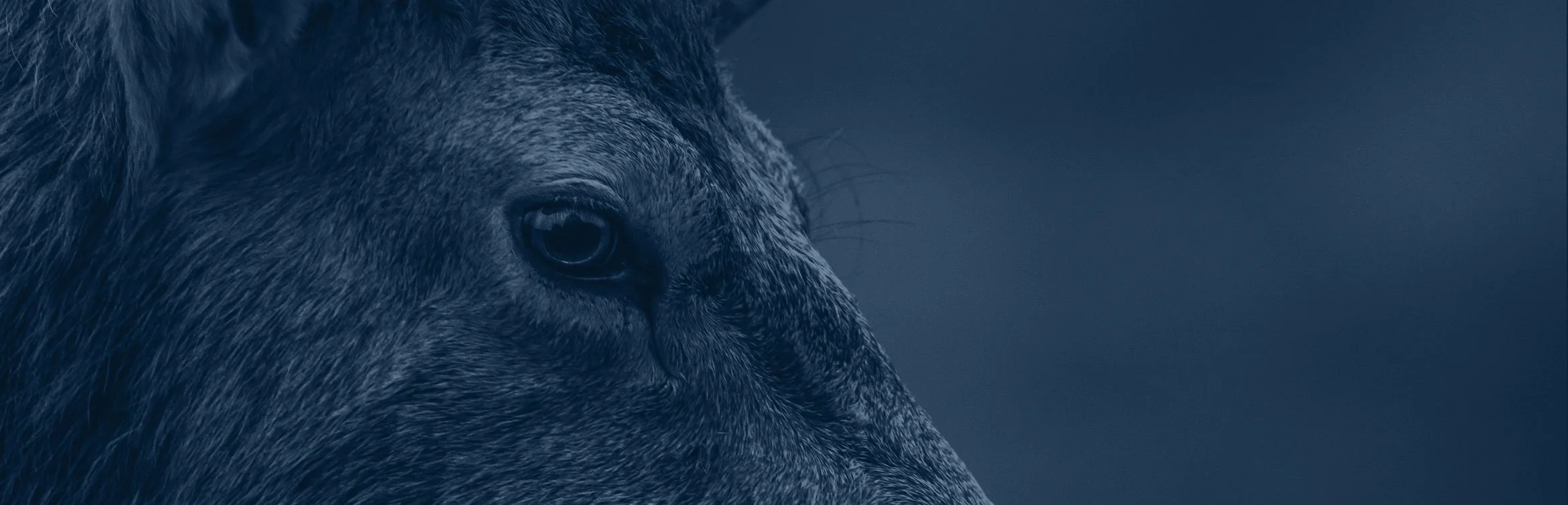 Portfolio — Greyhart Capital