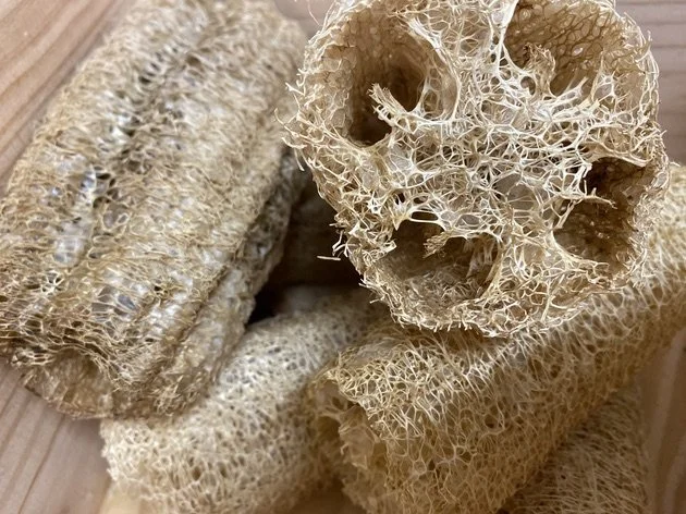 How to Grow Loofah: The Ultimate Natural Sponge — The Little Pallet ...
