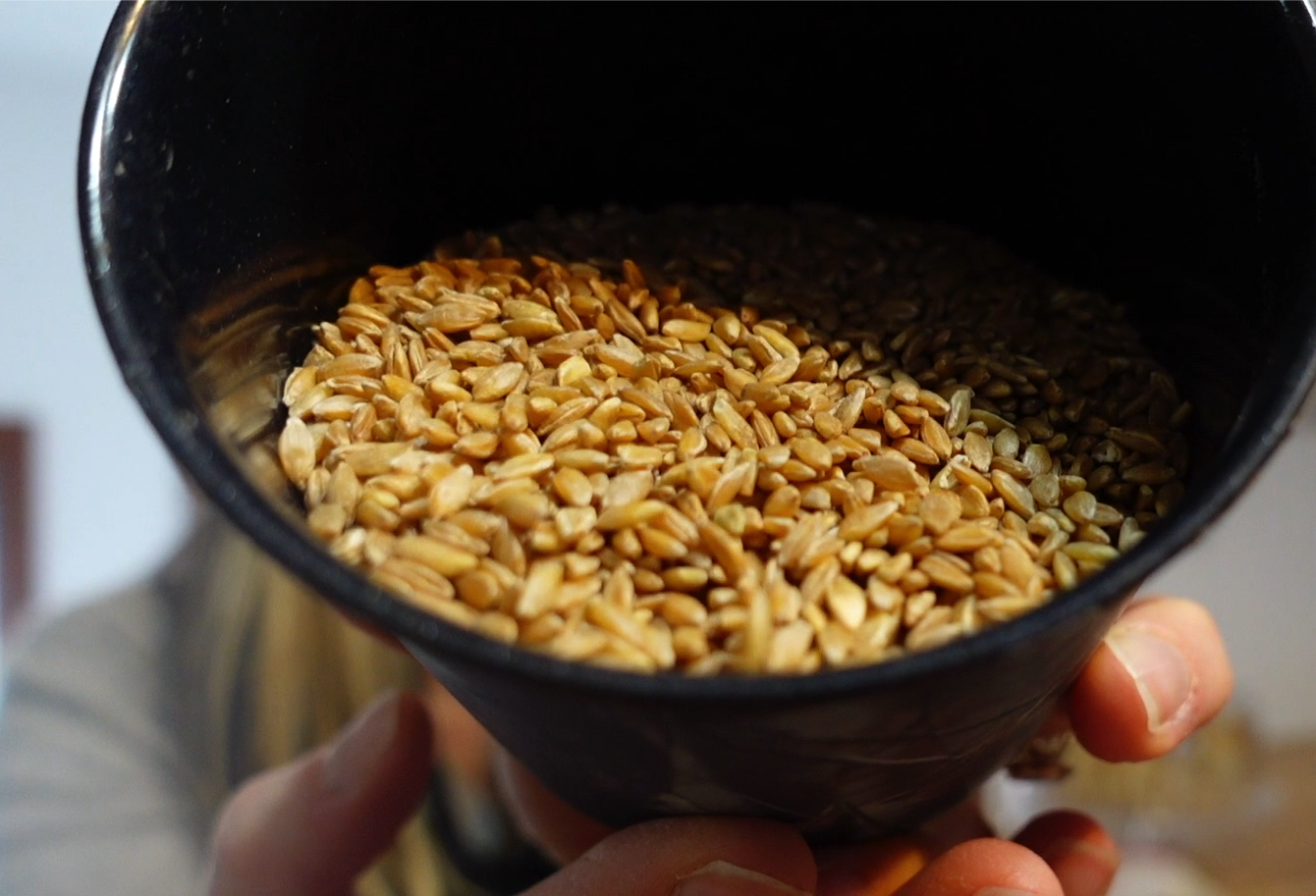 Einkorn Wheat: The Ancient Grain That’s Easier to Digest & Better for ...