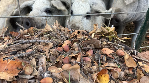 Why Acorn-Fed Mangalitsa Pigs Produce the Best Pork and Lard — The ...