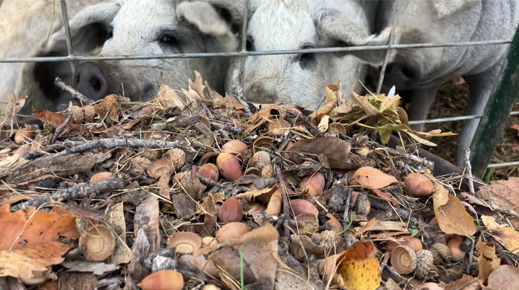 Why Acorn-Fed Mangalitsa Pigs Produce the Best Pork and Lard — The ...