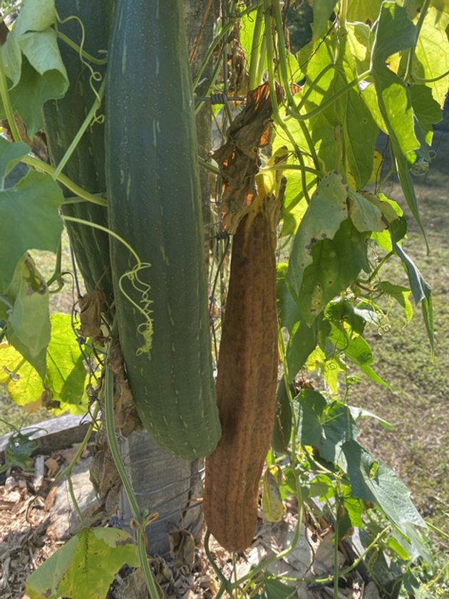 How to Grow Loofah: The Ultimate Natural Sponge — The Little Pallet ...