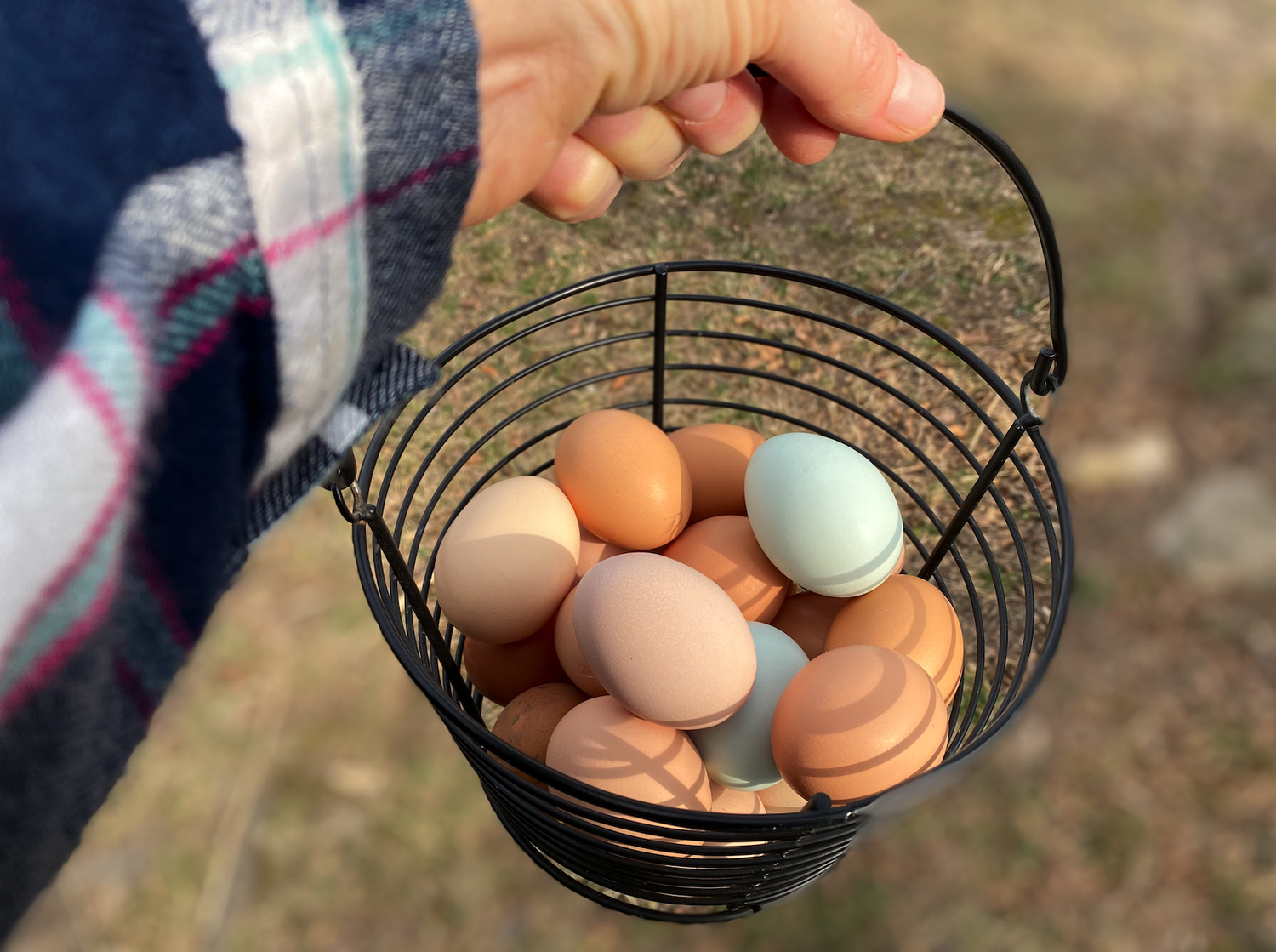 Why You Should Eat More Eggs: The Farm-to-Table Superfood — The Little ...