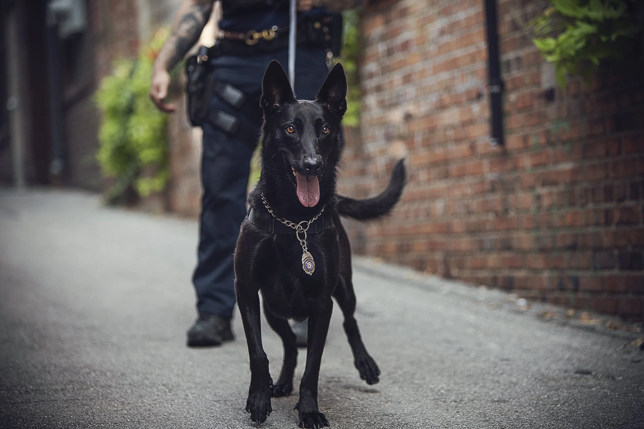 K-9 Pepper — KCPD K9 Friends