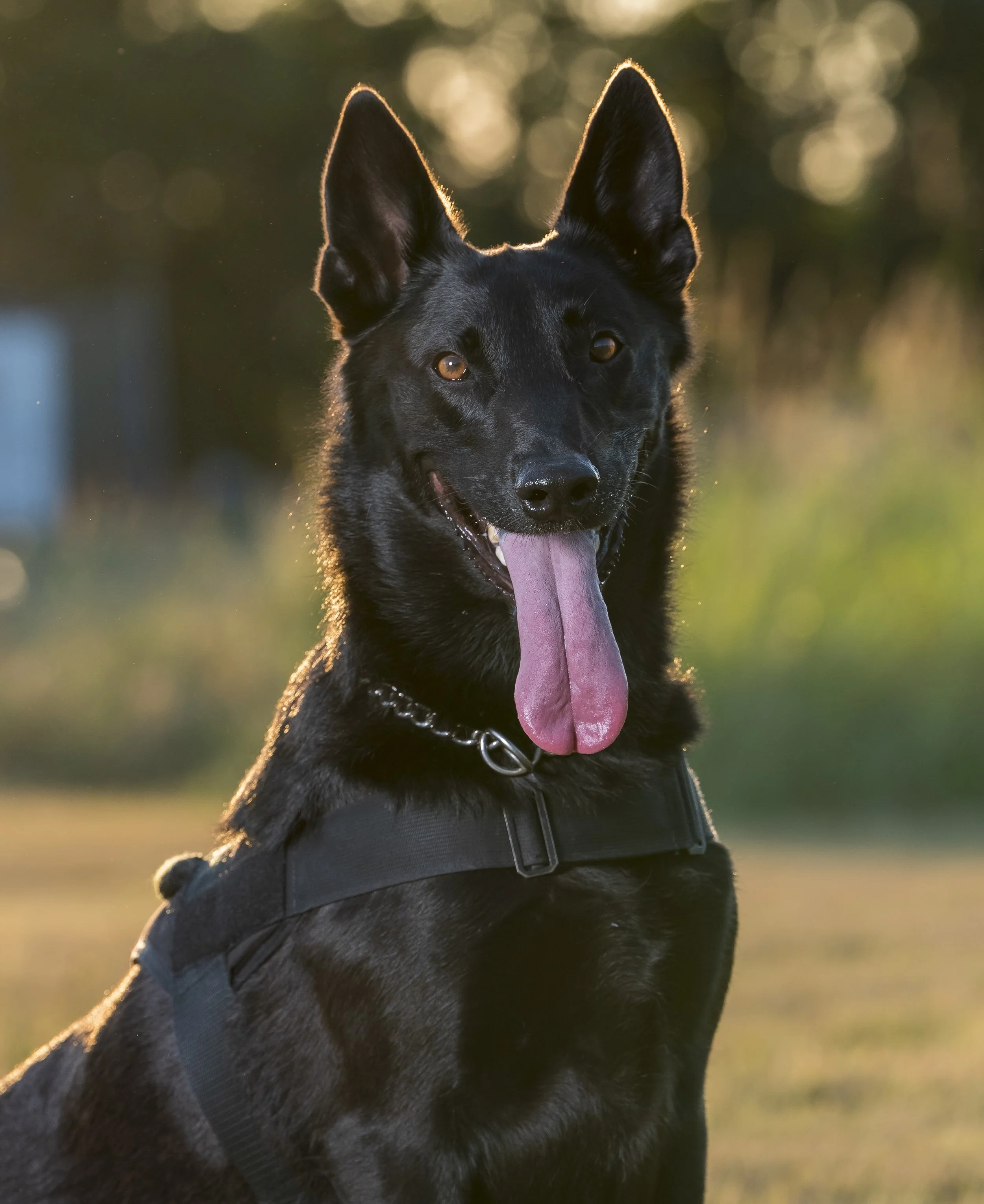Meet Our K9s — KCPD K9 Friends