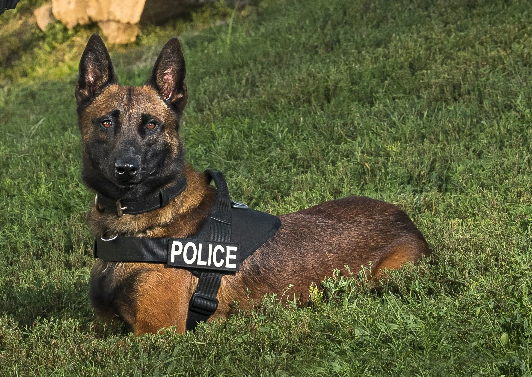 Meet Our K9s — KCPD K9 Friends