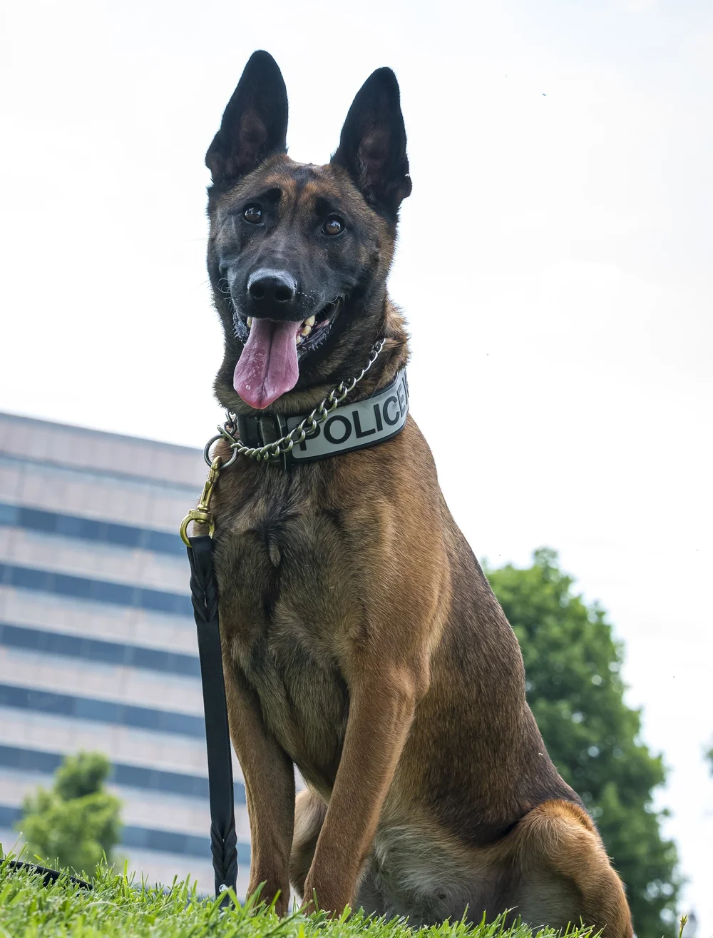 Meet Our K9s — KCPD K9 Friends