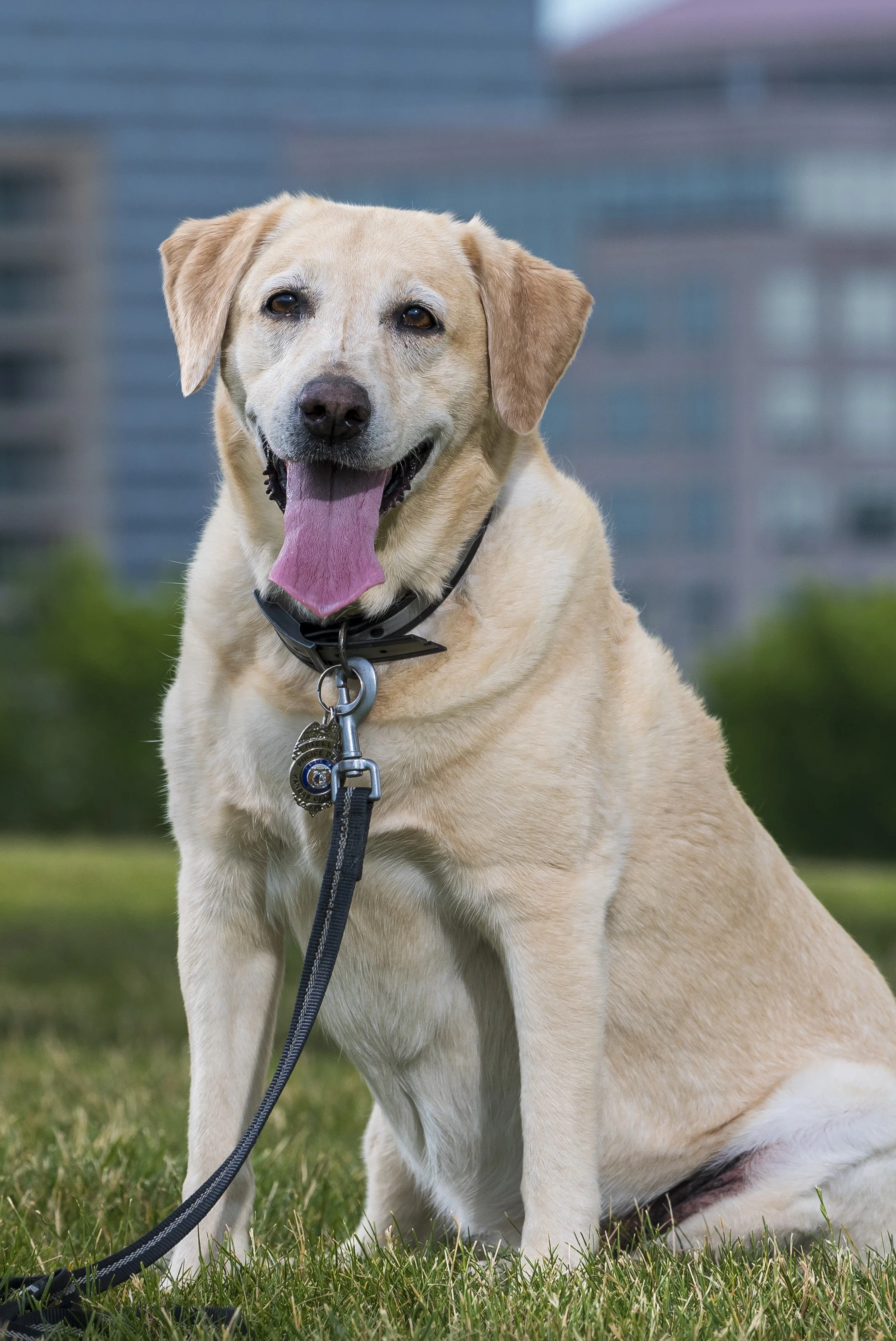 Meet Our K9s — KCPD K9 Friends