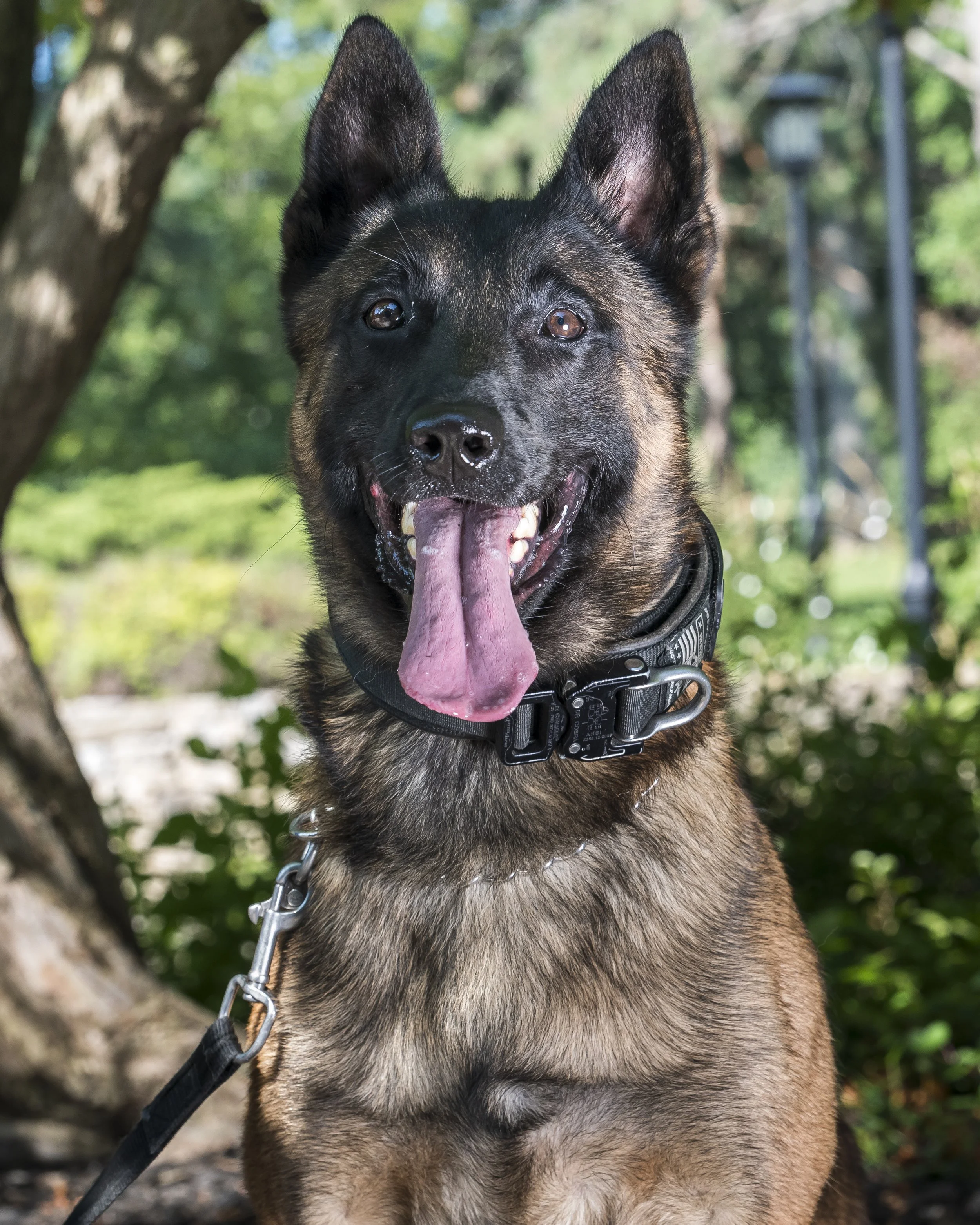 Meet Our K9s — KCPD K9 Friends