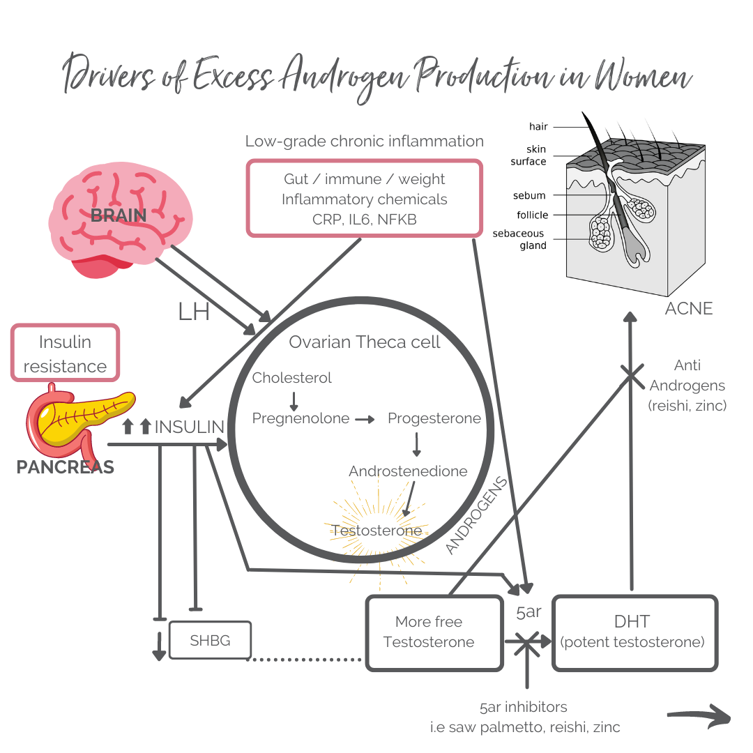PCOS – the how, why & buts — Tanya Borowski Ltd