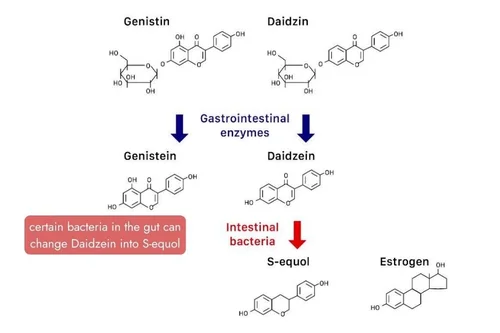 Next generation HRT - Designer Oestrogens — Tanya Borowski Ltd