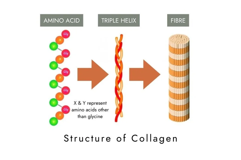 Osteoporosis: Glycine & Collagen — Tanya Borowski Ltd