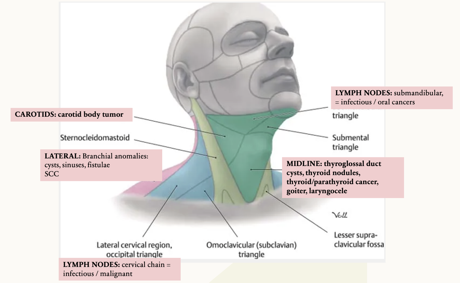 Thyroid ultrasound - indications for ordering, and interpretation ...