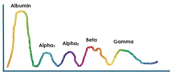 Lab test interpretation for the nurse practitioner: serum protein ...