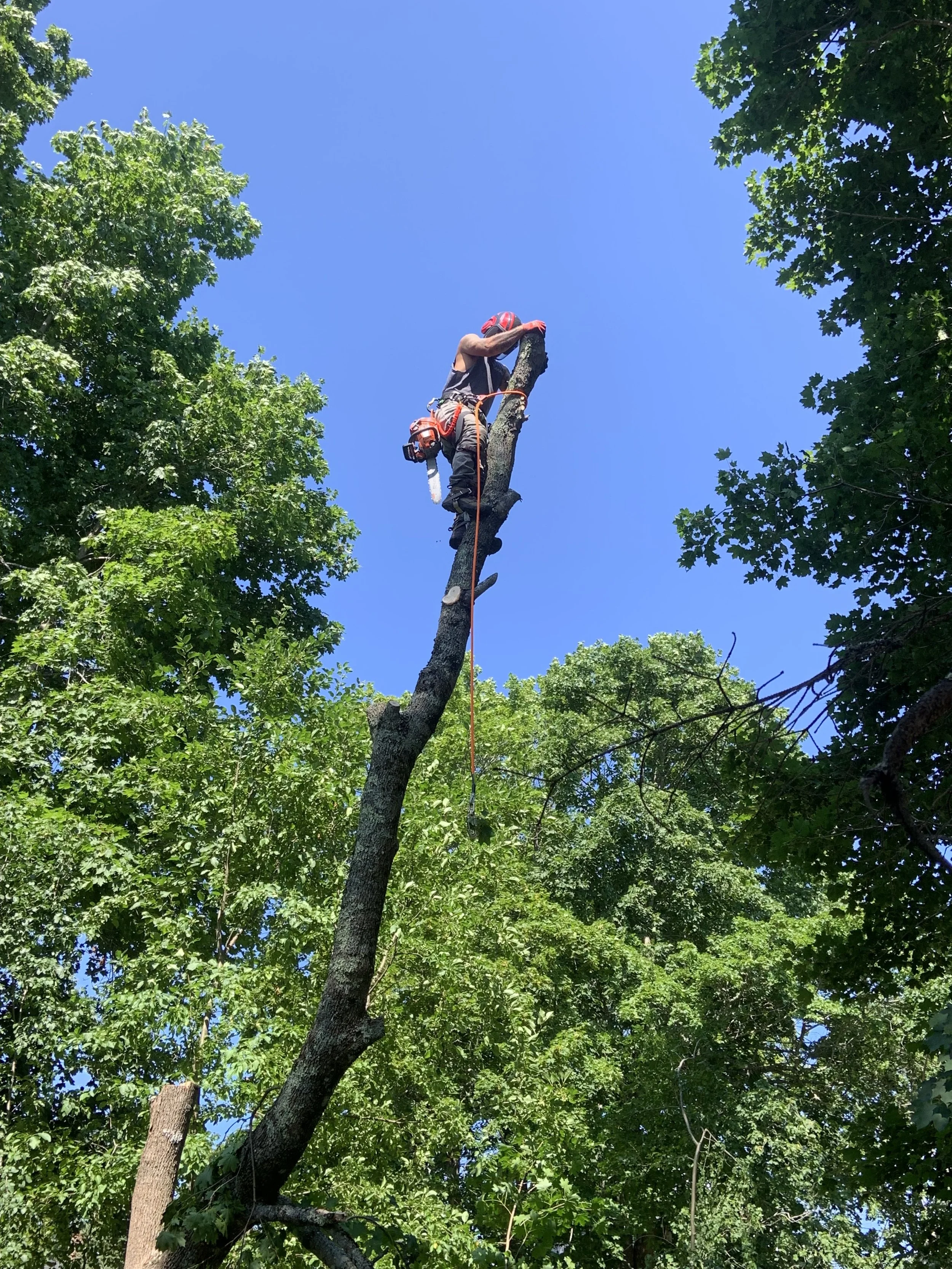 Tree Removal in Calais, Maine — Sons of Thunder Tree Service ...