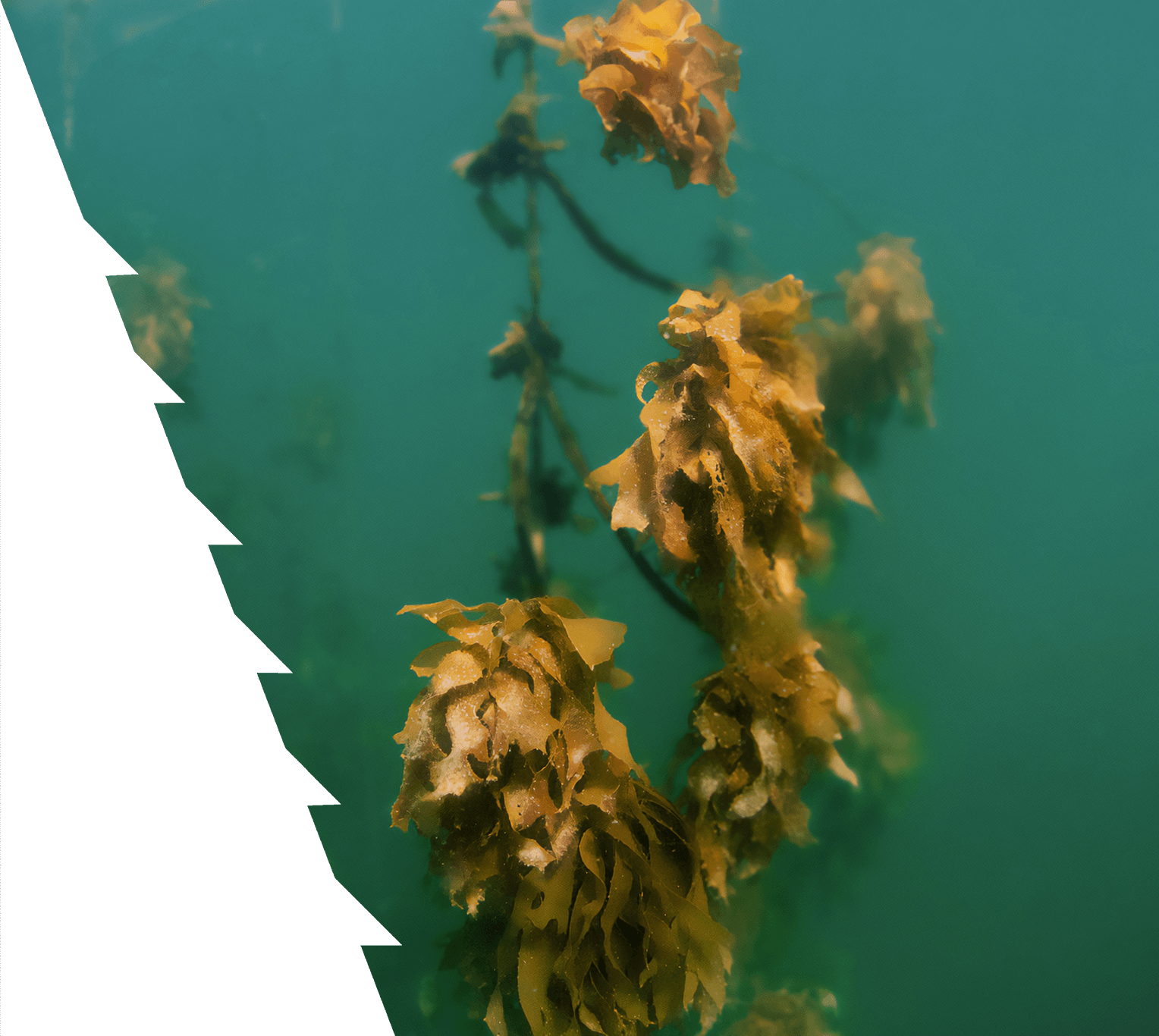 GreenWave | Our Work