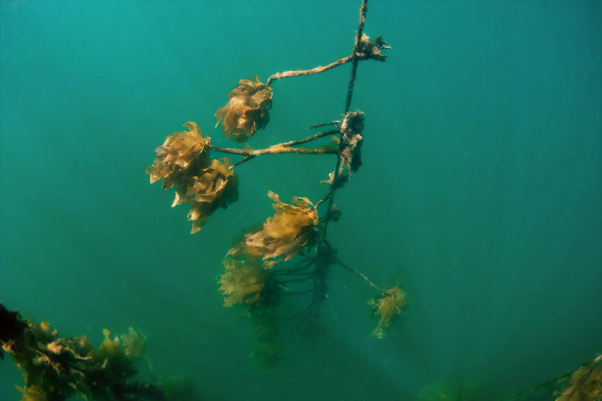 Greenwave | Why Seaweed