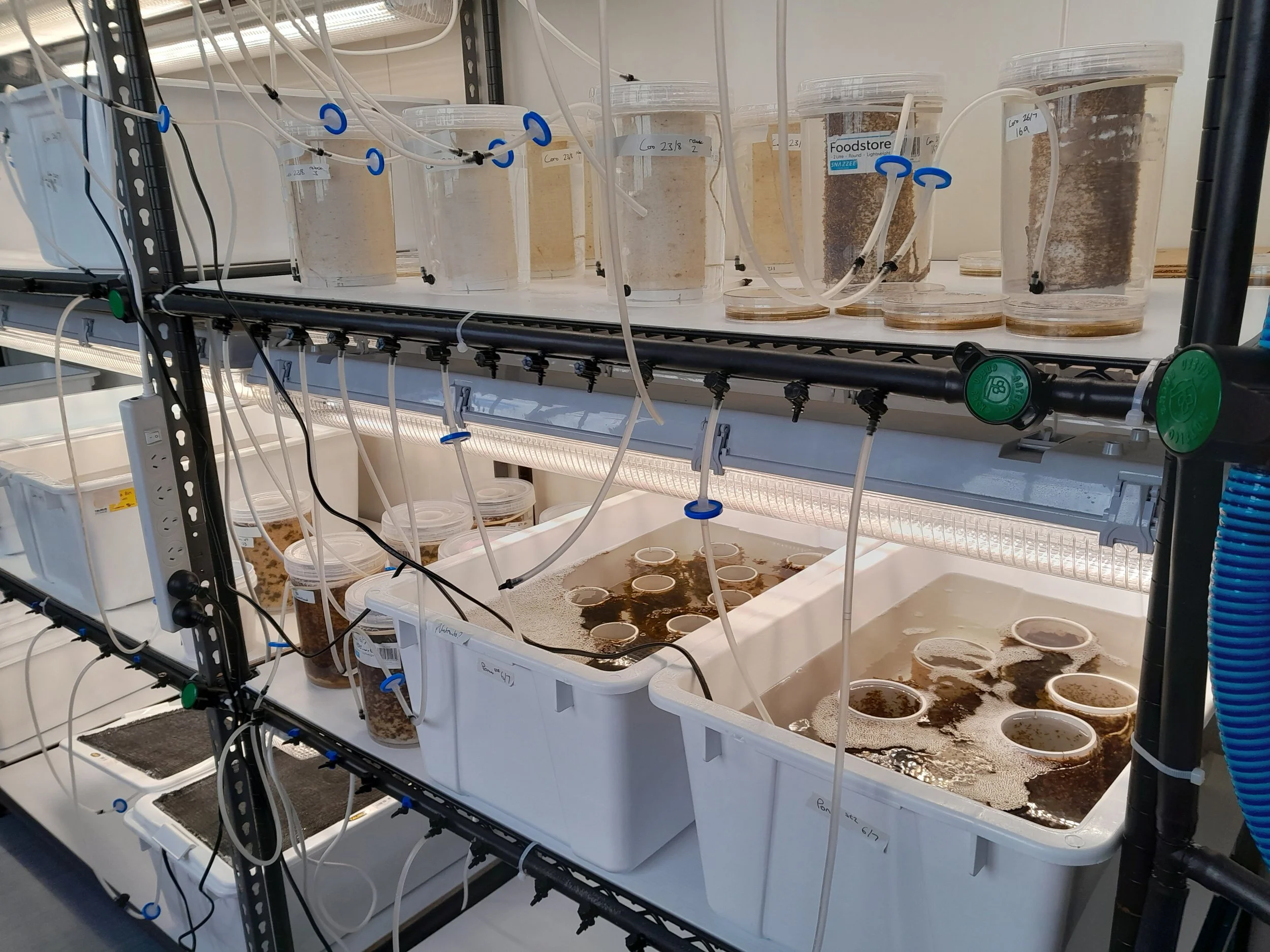 GreenWave | Advancing Seaweed Hatchery Efficiency: Our Breakthrough in ...