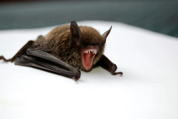 Bat Surveys for Professional Ecologists Good Practice Guidelines 4th ...
