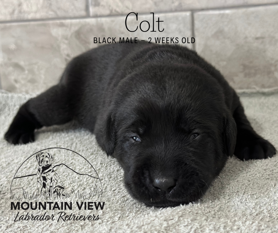 Services — Mountain View Labrador Retrievers