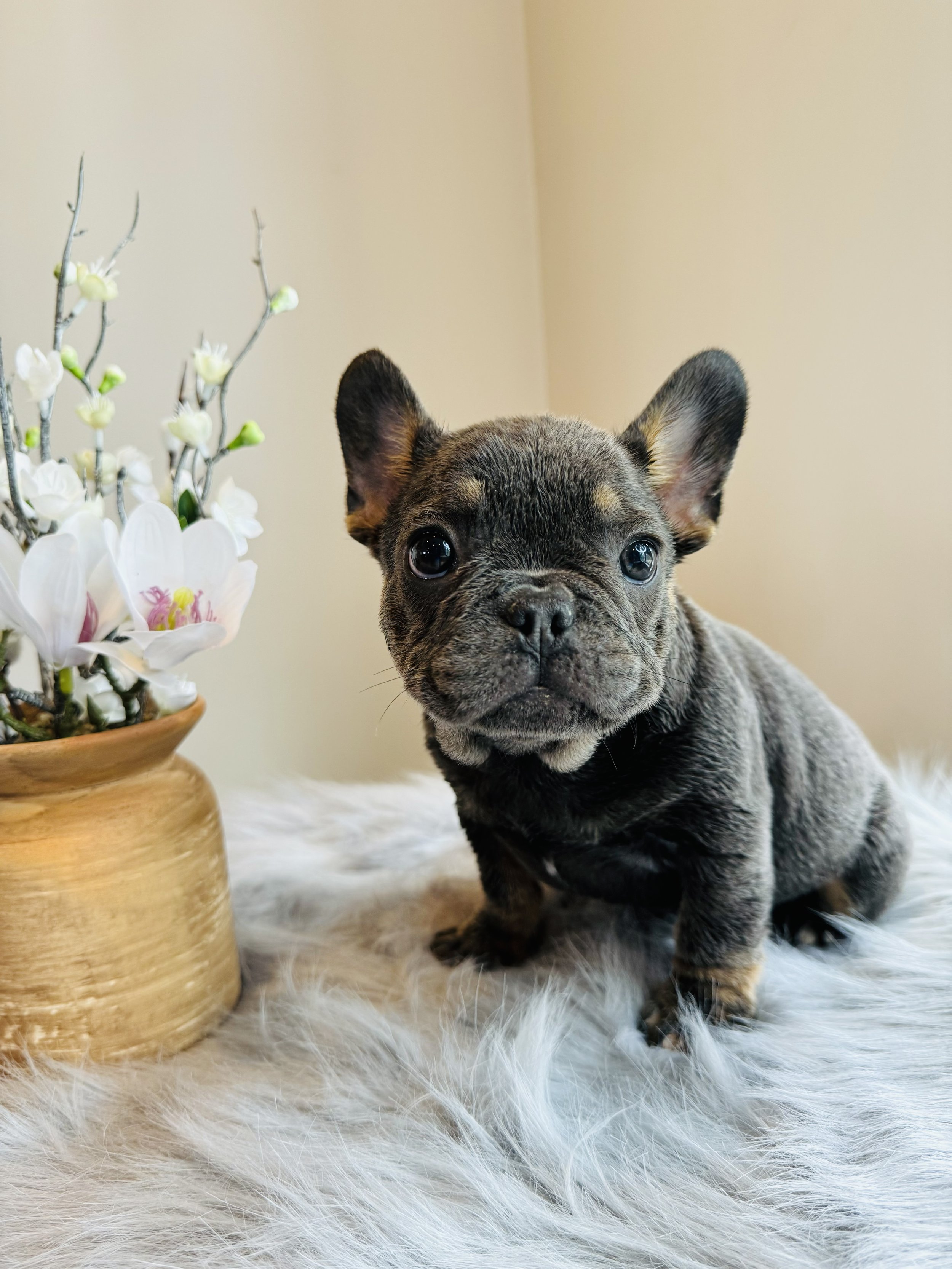 Available Puppies — Remark-a-Bull-Frenchies