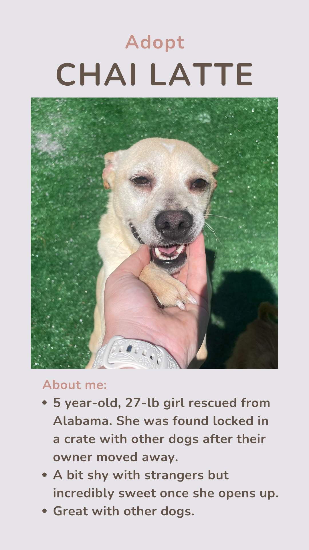 Available Pets — Rain or Shine Rescue