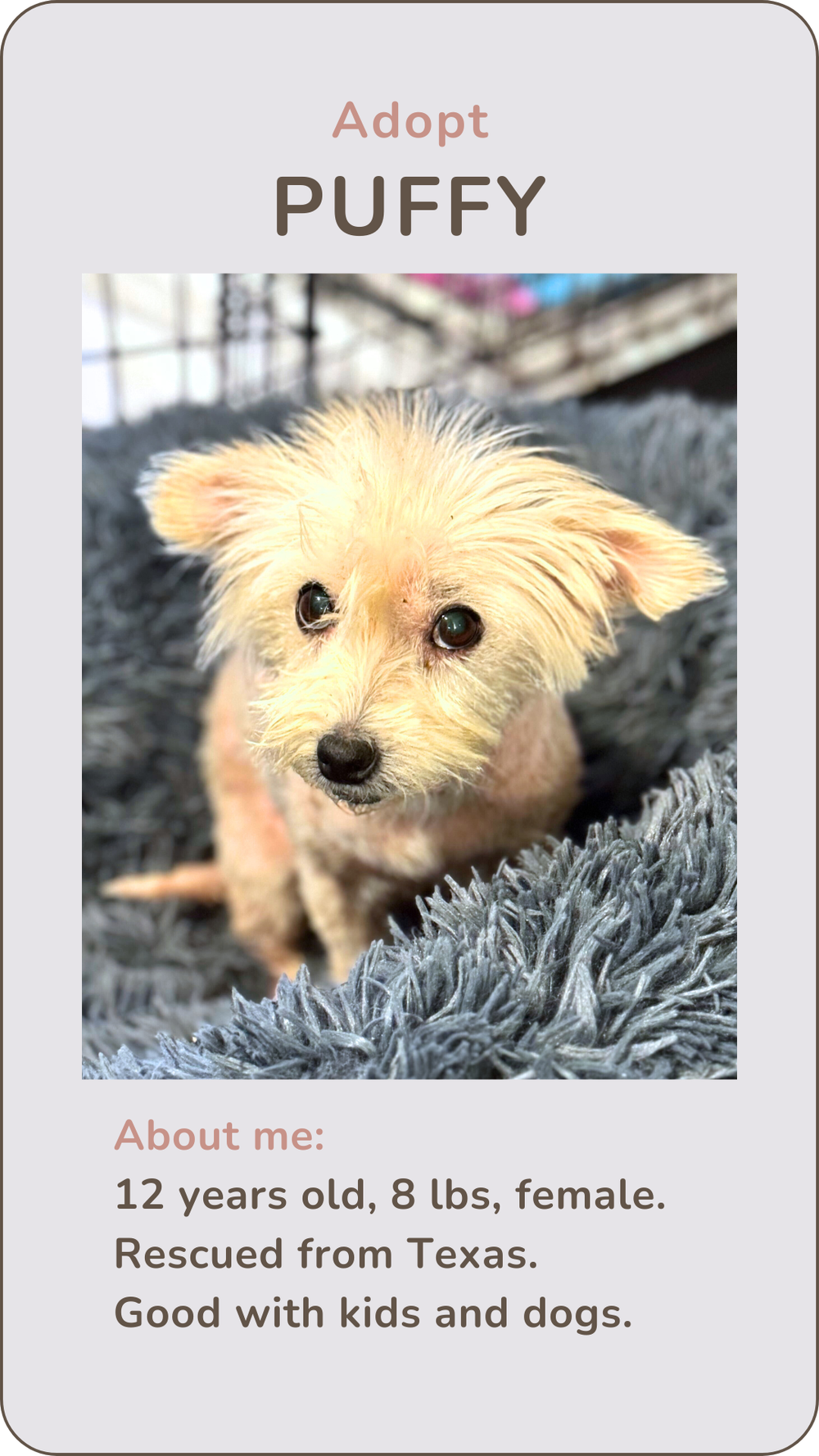 Available Pets — Rain or Shine Rescue