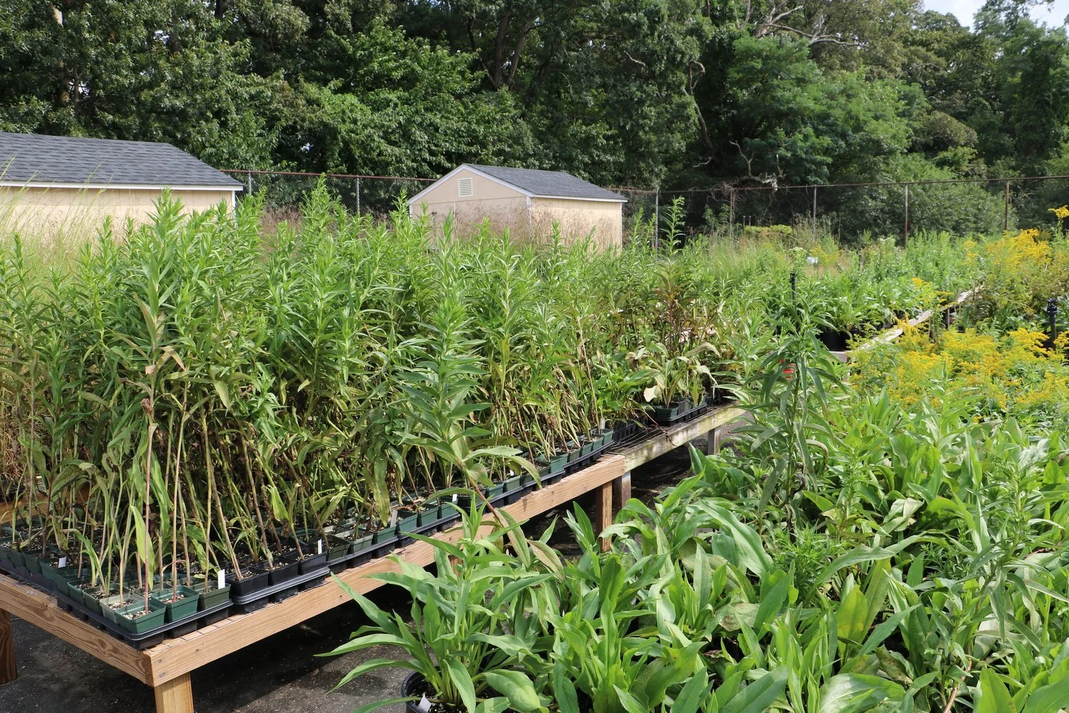 Plant Sales — LINPI - Long Island Native Plant Initiative