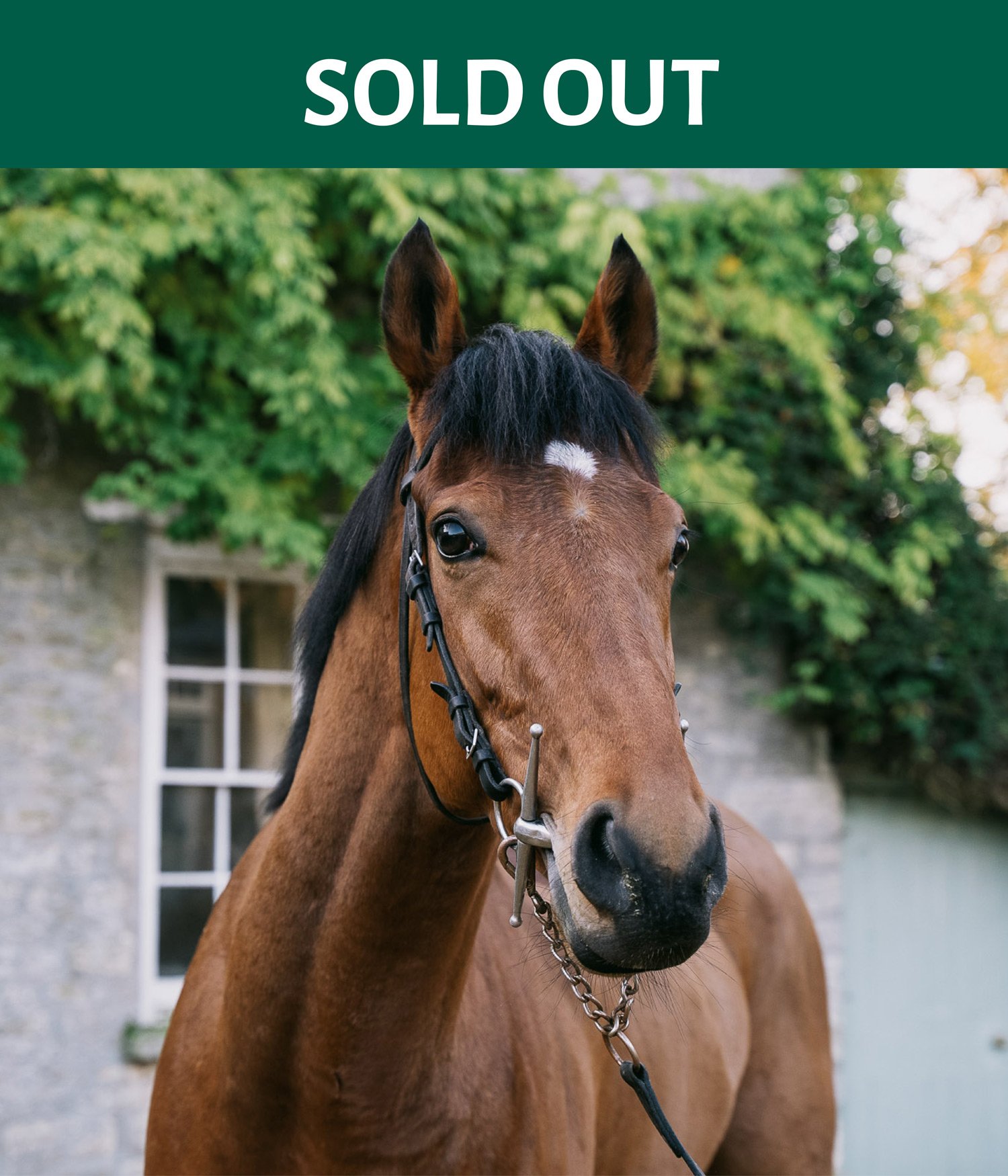 Horse Syndicates — Oakman Racing Club